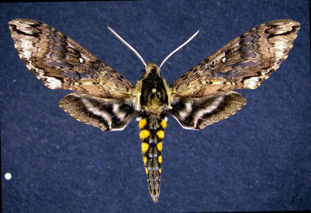 Moth Photographers Group -- Jim Vargo's Moths of Peru - Sphingidae