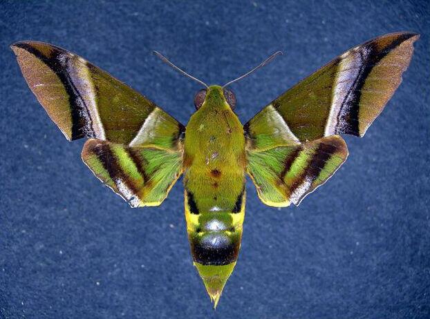 Moth Photographers Group -- Jim Vargo's Moths of Peru - Sphingidae