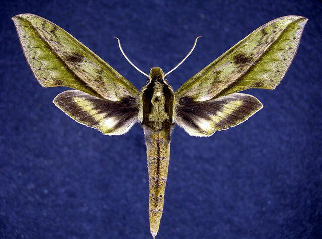Moth Photographers Group -- Jim Vargo's Moths of Peru - Sphingidae