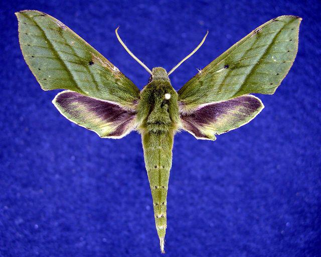 Moth Photographers Group -- Jim Vargo's Moths of Peru - Sphingidae