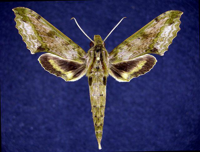 Moth Photographers Group -- Jim Vargo's Moths of Peru - Sphingidae