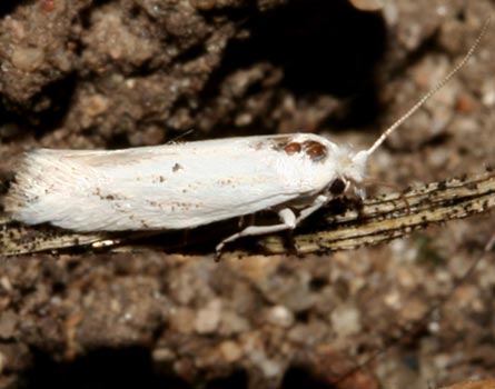 Moth Photographers Group – Bucculatrix simulans – 0490